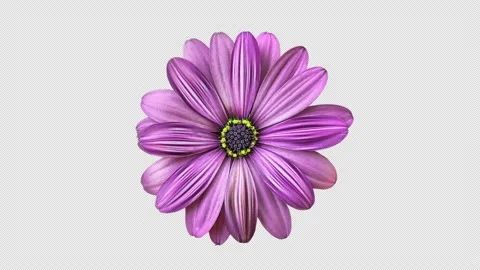 Loop animation of beautiful flower trans... | Stock Video | Pond5