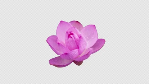 Loop animation of beautiful flower trans... | Stock Video | Pond5