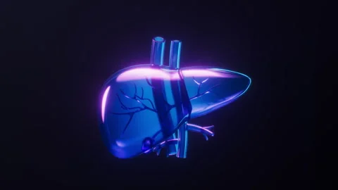 Loop animation of liver with dark neon l... | Stock Video | Pond5