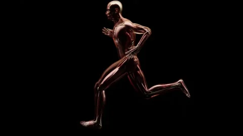 loop animation of muscular system of run... | Stock Video | Pond5