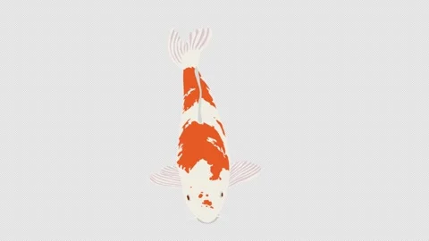 Loop animation of swimming carp, 4K anim... | Stock Video | Pond5