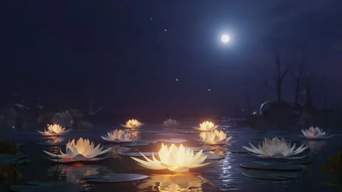 Loop Lotus flowers on a magical night on... | Stock Video | Pond5