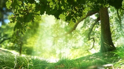 Loop of Oak tree green nature background... | Stock Video | Pond5