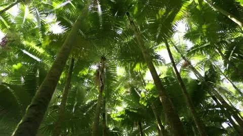 Jungle Loop Stock Video Footage | Royalty Free Jungle Loop Videos | Pond5