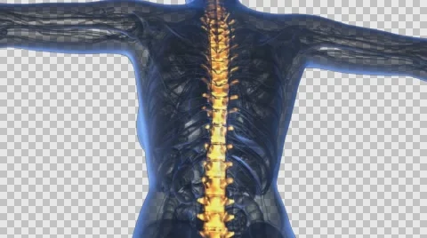 loop science anatomy of human body in x-... | Stock Video | Pond5