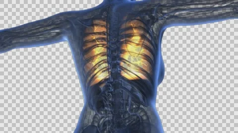 loop science anatomy of human body in x-... | Stock Video | Pond5
