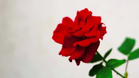 Loopable Red rose slowly moving with the... | Stock Video | Pond5