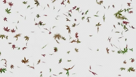 Falling Marijuana Leaves Stock Footage ~ Royalty Free Stock Videos | Pond5