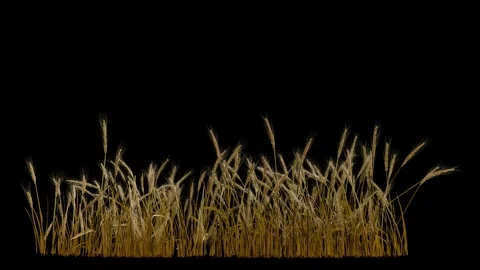 looped line of wheat on the wind, isolat... | Stock Video | Pond5