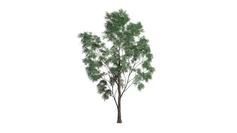 Looping 3D realistic tree isolated on wh... | Stock Video | Pond5