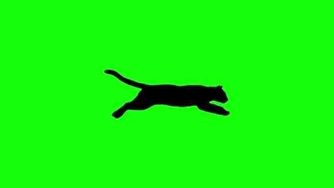 Cat Running Green Screen Stock Video Footage | Royalty Free Cat Running ...