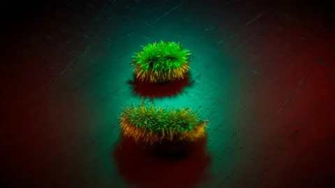 Looping animation with two fuzzy green b... | Stock Video | Pond5