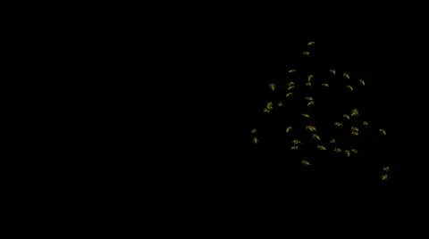 Swarm Animation Stock Videos – Royalty-Free HD & 4K Videos