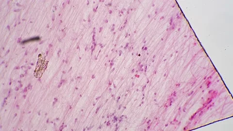 Loose connective tissue whole mount micr... | Stock Video | Pond5