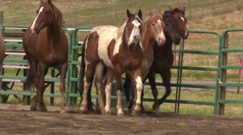 Horses Rodeo Stock Footage ~ Royalty Free Stock Videos | Pond5
