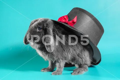 Lop-eared dwarf rabbit next to a black cylinder hat on a turquoise ...