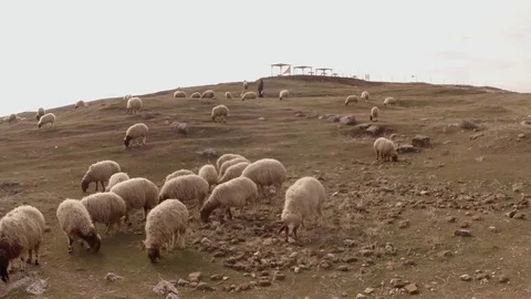 lop-eared sheep and Arab women in the di... | Stock Video | Pond5