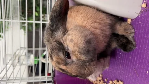 Lop-eared spotted little rabbit, rabbit ... | Stock Video | Pond5