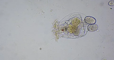 Contraction Stock Footage ~ Royalty Free Stock Videos | Pond5