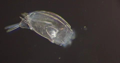 Rotifer Stock Video Footage | Royalty Free Rotifer Videos | Pond5