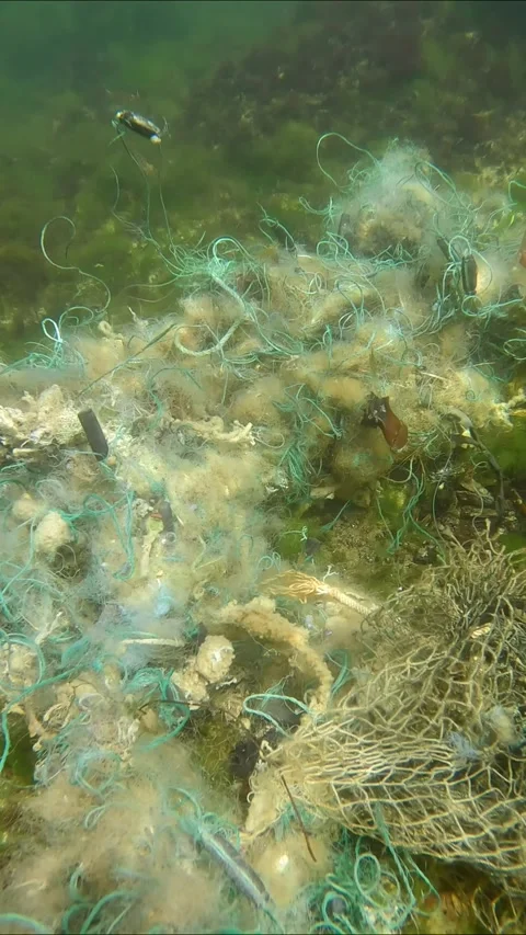 Lost fishing net lies on seabed in green... | Stock Video | Pond5