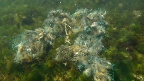 Lost fishing net lies on seabed in green... | Stock Video | Pond5