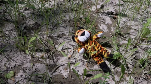 Lost Soft Toy of Tiger Lies on Wet Crack... | Stock Video | Pond5