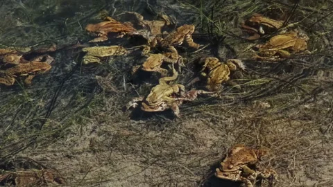 Lot of frogs during mating in water | Stock Video | Pond5