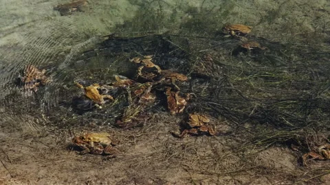 Lot of frogs during mating in water | Stock Video | Pond5