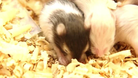 Mouse Crawling Stock Videos – Royalty-Free HD & 4K Videos