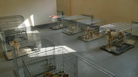 A lot of stray dogs in the shelter | Stock Video | Pond5
