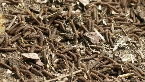 Worms and Caterpillar Stock Video Footage | Royalty Free Worms and ...
