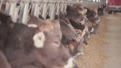 Lots of cows in the barn. The cows in th... | Stock Video | Pond5