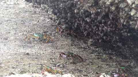 Lots Of Crabs Stock Videos – Royalty-Free HD & 4K Videos