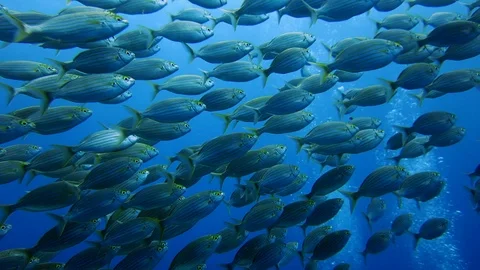 Lots of fish swimming underwater in fron... | Stock Video | Pond5