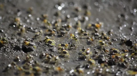 Lots Of Crabs Stock Videos – Royalty-Free HD & 4K Videos