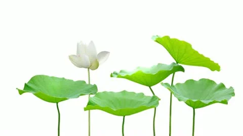 Lotus flower animation – Seamless Loop... | Stock Video | Pond5