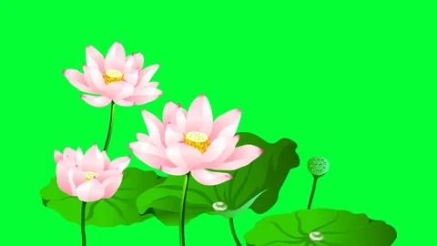 lotus flower background and 2d animation... | Stock Video | Pond5