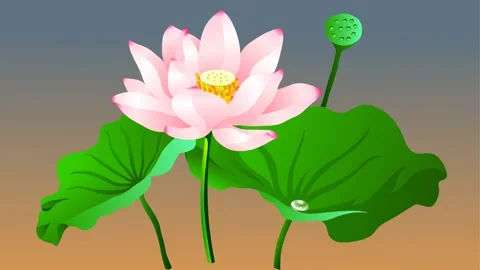 lotus flower background and 2d animation... | Stock Video | Pond5