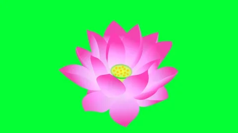 lotus flower opening background and 2d a... | Stock Video | Pond5