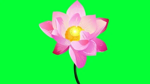 lotus flower opening background and 2d a... | Stock Video | Pond5