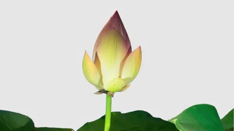 Lotus flower time lapse with ALPHA chann... | Stock Video | Pond5
