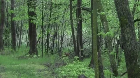 Wildlife Sounds Calls Stock Footage ~ Royalty Free Stock Videos | Pond5