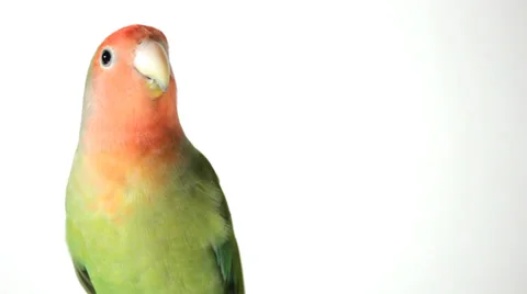 Front Facing Show Stock Videos – Royalty-Free HD & 4K Videos | Pond5