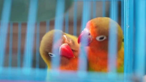 Stipl 5 Shut Stock Videos – Royalty-Free HD & 4K Videos