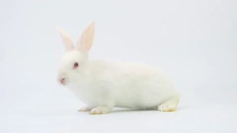 Lovely white rabbit standing with legs s... | Stock Video | Pond5