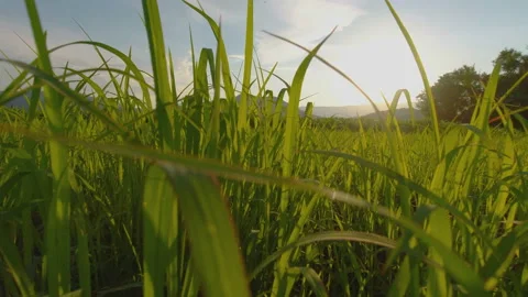 Grass Shots Stock Video Footage | Royalty Free Grass Shots Videos | Pond5