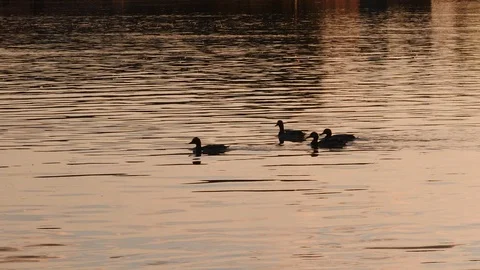 Low Angle Ducks Swimming and Drinking fr... | Stock Video | Pond5