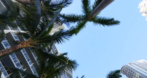 Low angle facing directly up palm trees ... | Stock Video | Pond5