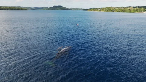 Humpback Whale Backdrop Stock Videos – Royalty-Free HD & 4K Videos